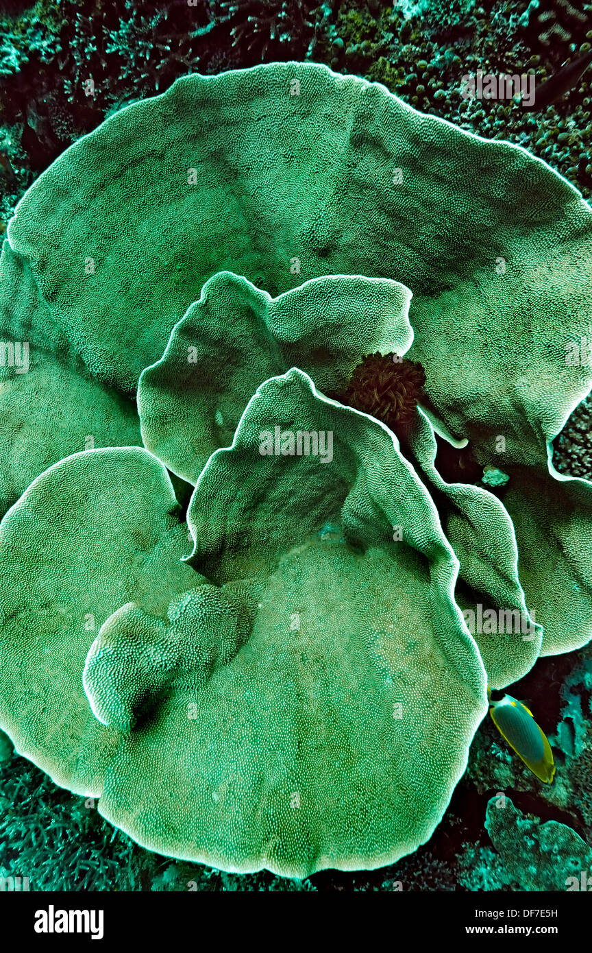 Small Polyp Stony Coral or Cabbage Coral (Montipora foliosa), Kri ...