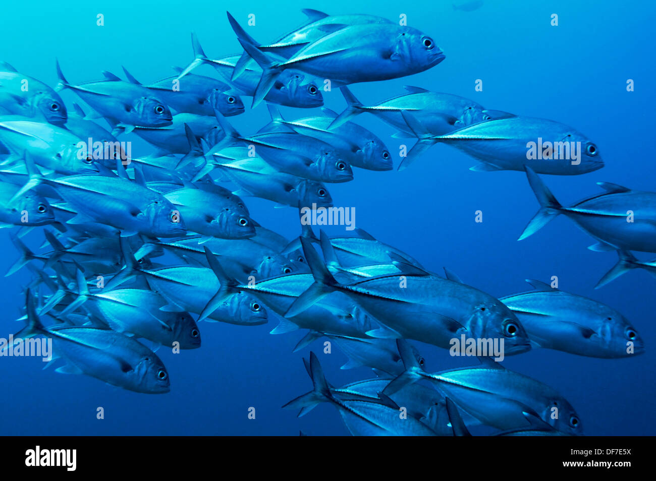 Jack or trevally carangidae hi-res stock photography and images - Alamy