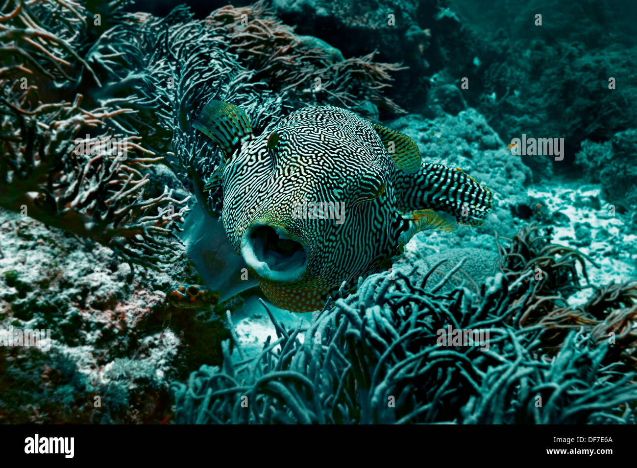 Map Puffer or Scribbled Puffer (Arothron mappa), Raja Ampat, West Papua ...