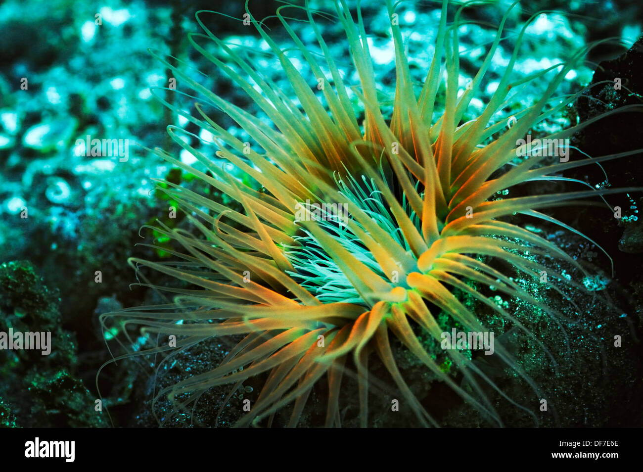 Tube-dwelling Anemone (Ceriantharia), Raja Ampat, West Papua, Indonesia ...