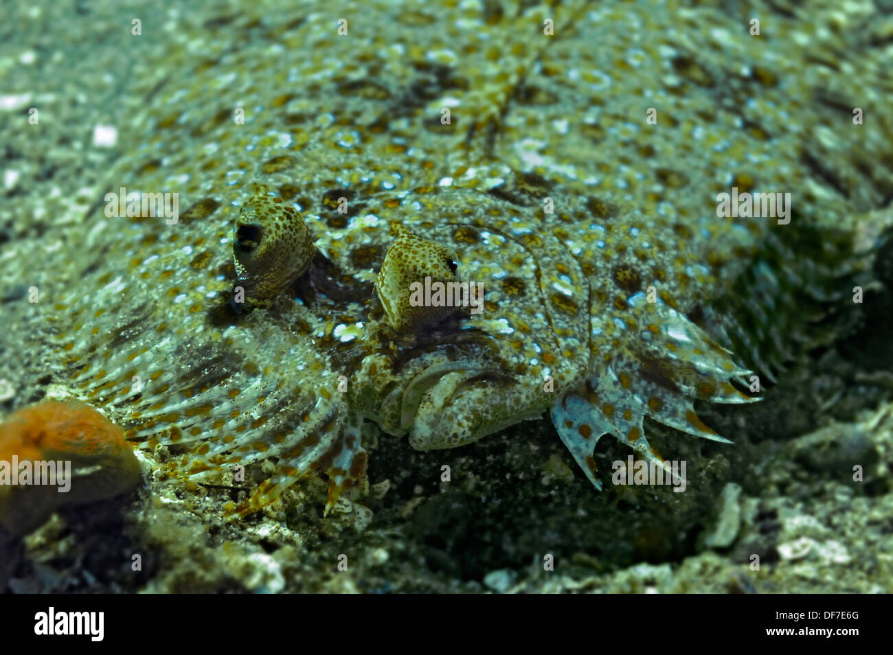 Wide-eyed Flounder (Bothus podas), Raja Ampat, West Papua, Indonesia ...