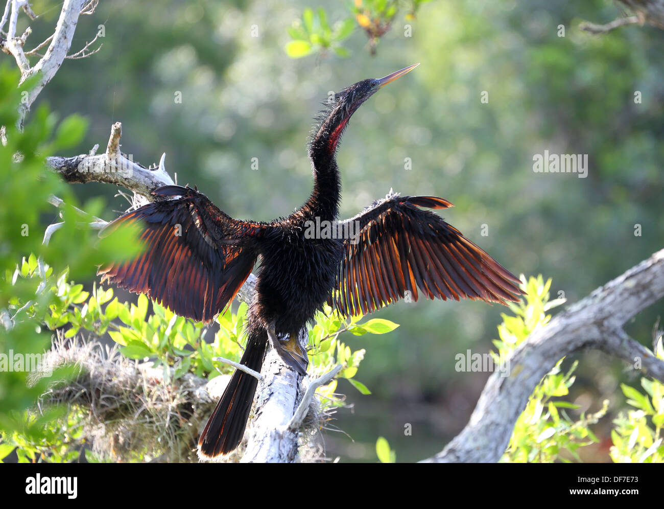 Anhinga bird drying feathers at Sanibel on the Florida coast Stock ...