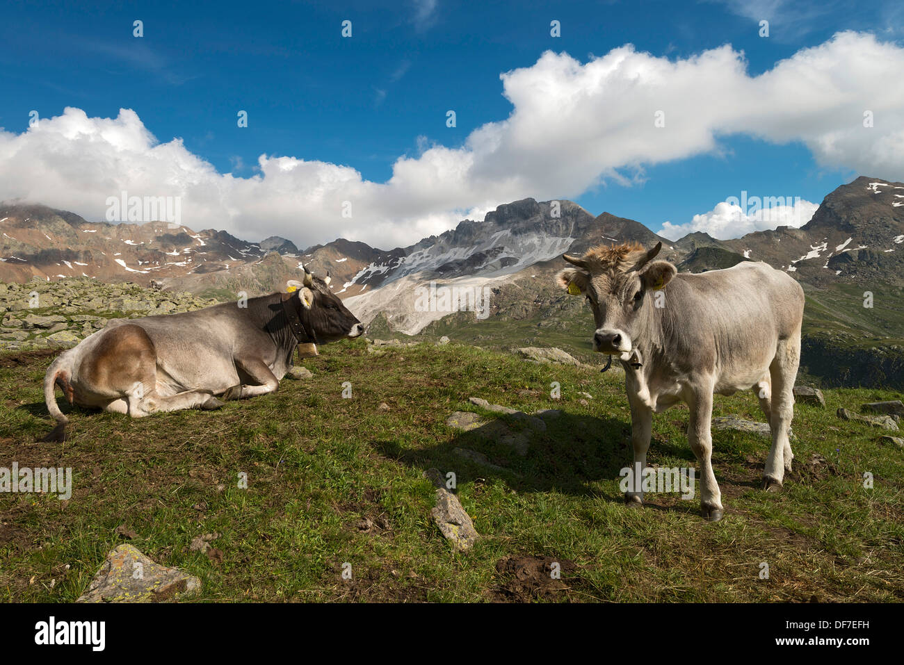Tyrol grey cattle hi-res stock photography and images - Alamy