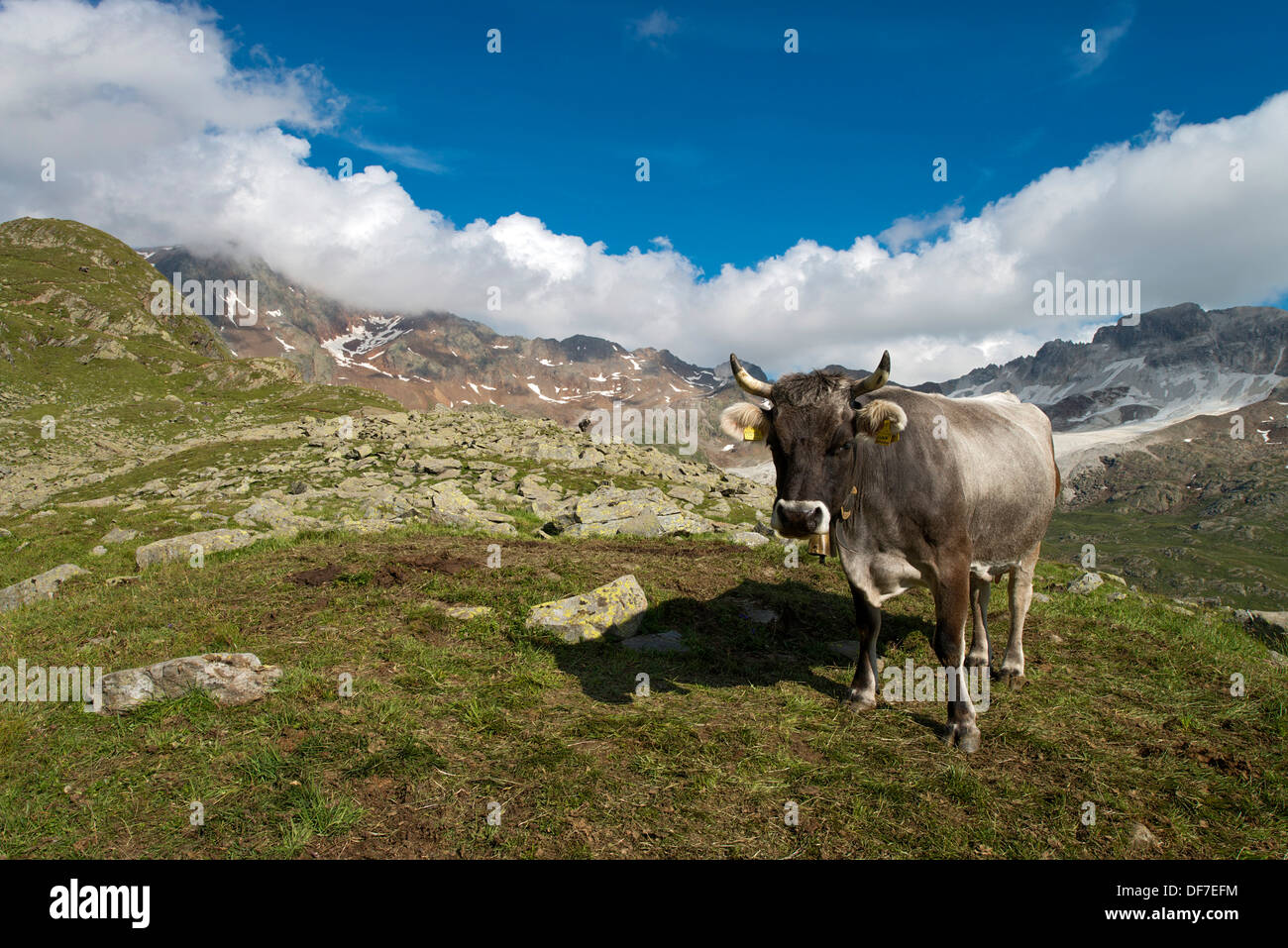Tyrol grey cattle hi-res stock photography and images - Alamy