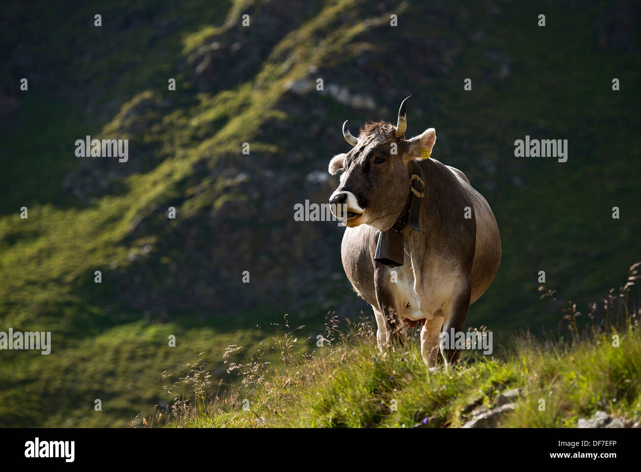 Tyrol grey cattle hi-res stock photography and images - Alamy