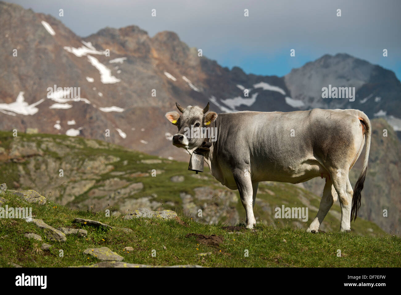 Tyrolean Grey Cattle on the Timmelsalm alpine pasture, Stubai Alps ...