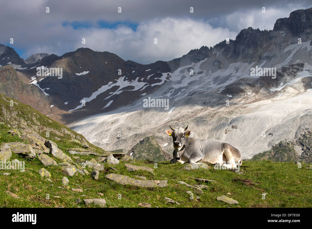 Tyrolean Grey Cattle on the Timmelsalm alpine pasture, Stubai Alps ...