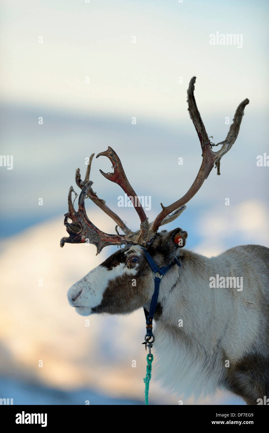 Reindeer side profile hi-res stock photography and images - Alamy