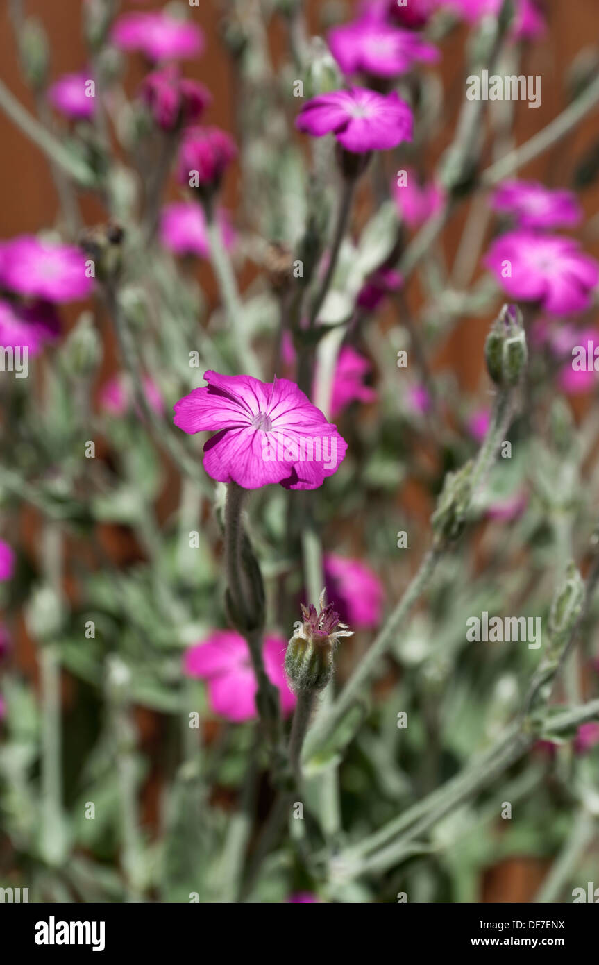 Rose Campion Lychnis Coronaria Stock Photo - Alamy