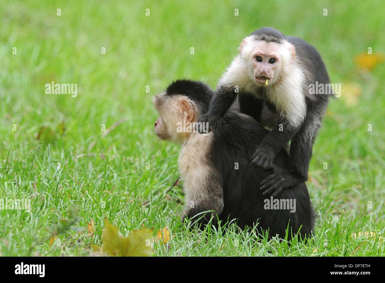 Mally hi-res stock photography and images - Alamy