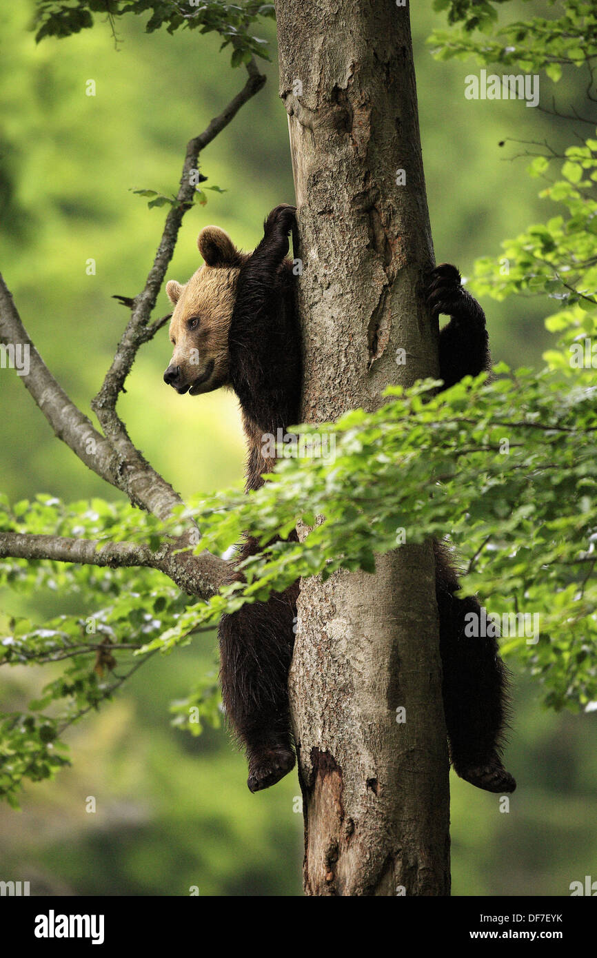 Brown bear (Ursus arctos), Bavarian Forest National Park. Germany Stock ...