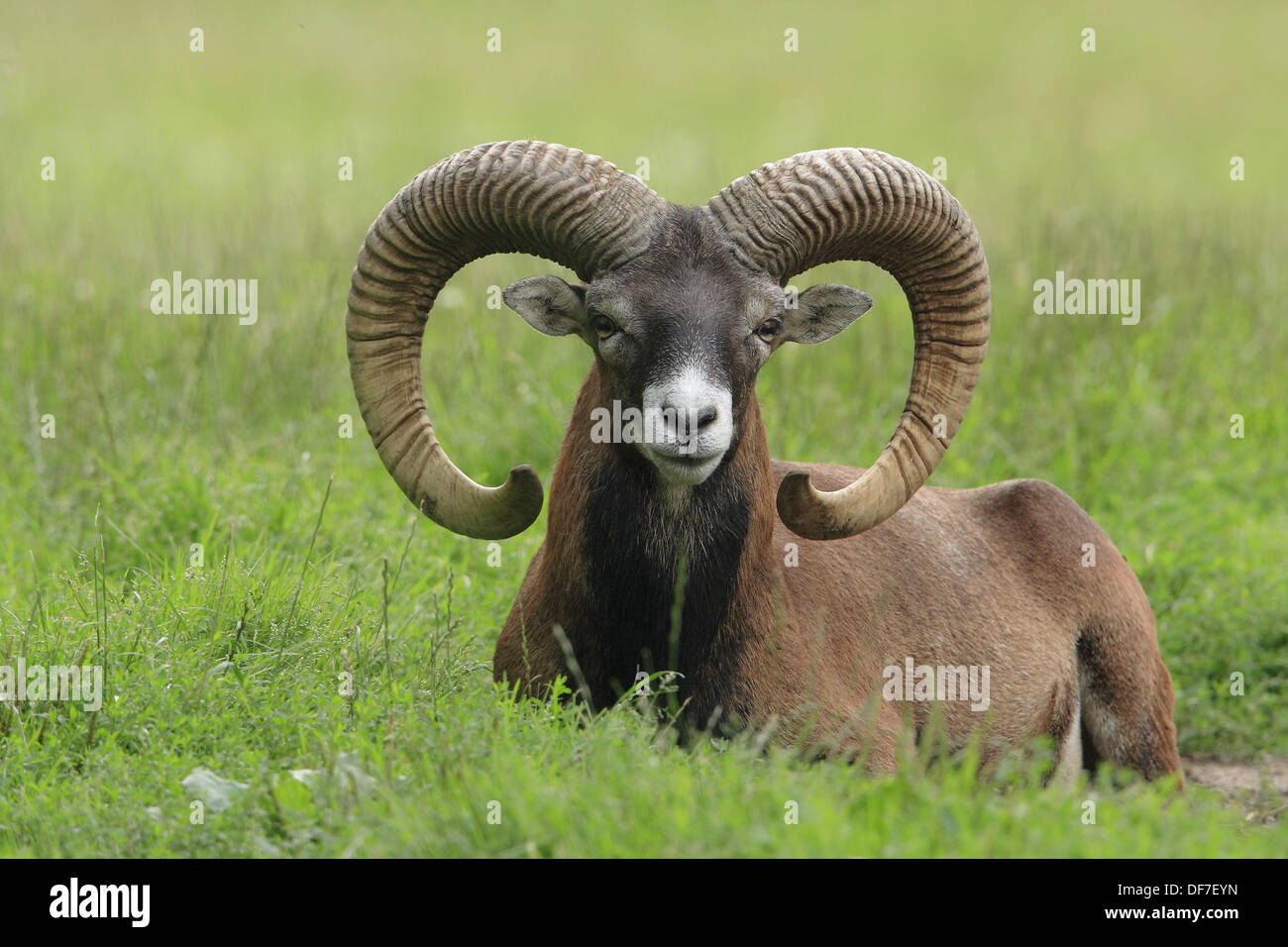 Argali Ovis Ammon High Resolution Stock Photography and Images - Alamy