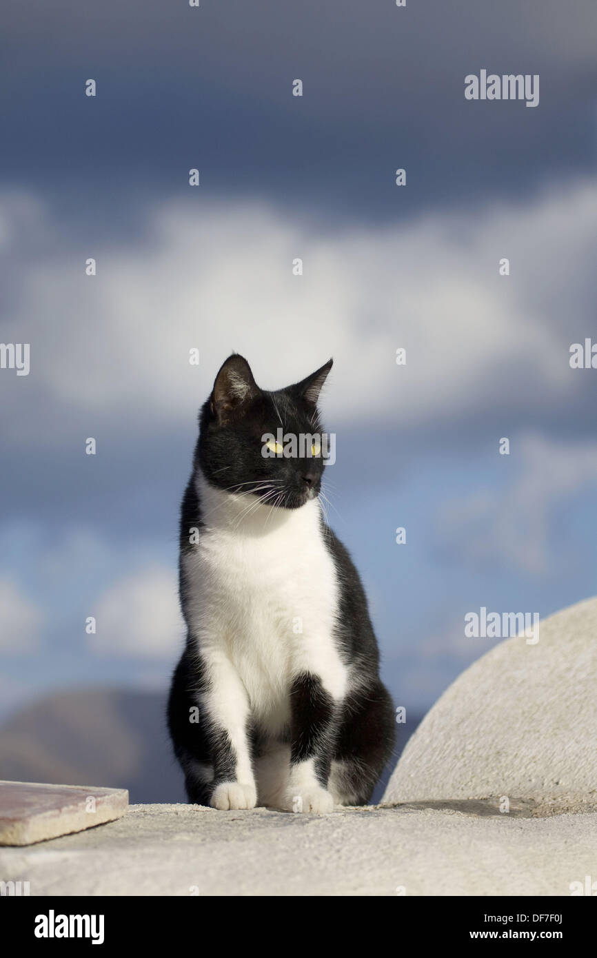 Domestic cat felis hi-res stock photography and images - Alamy