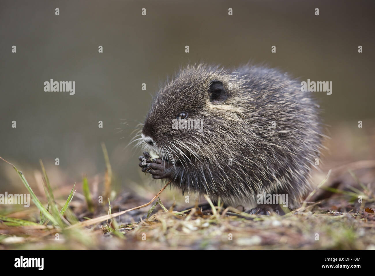 Baby Nutria High Resolution Stock Photography and Images - Alamy