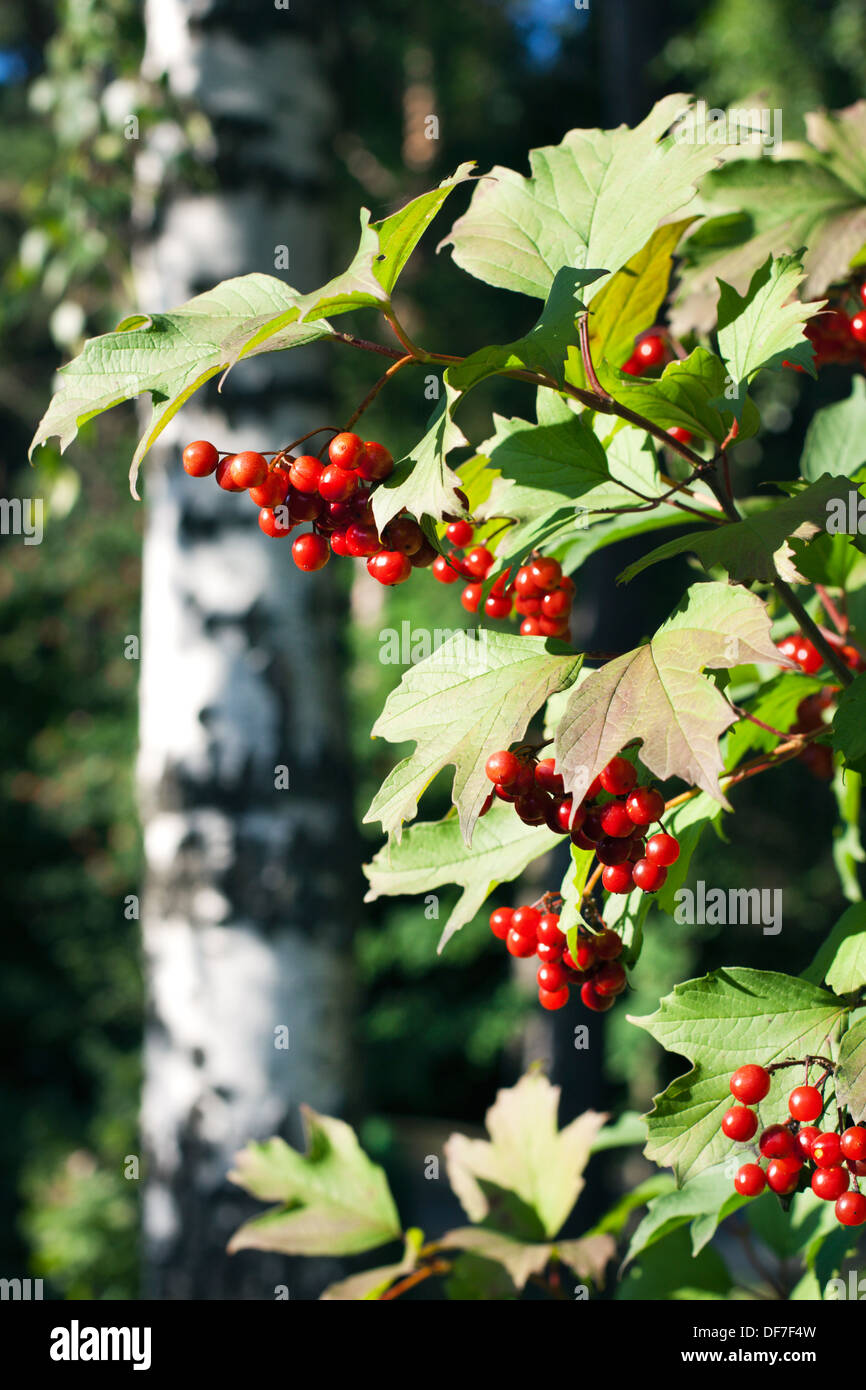 Red viburnum berries in hi-res stock photography and images - Alamy