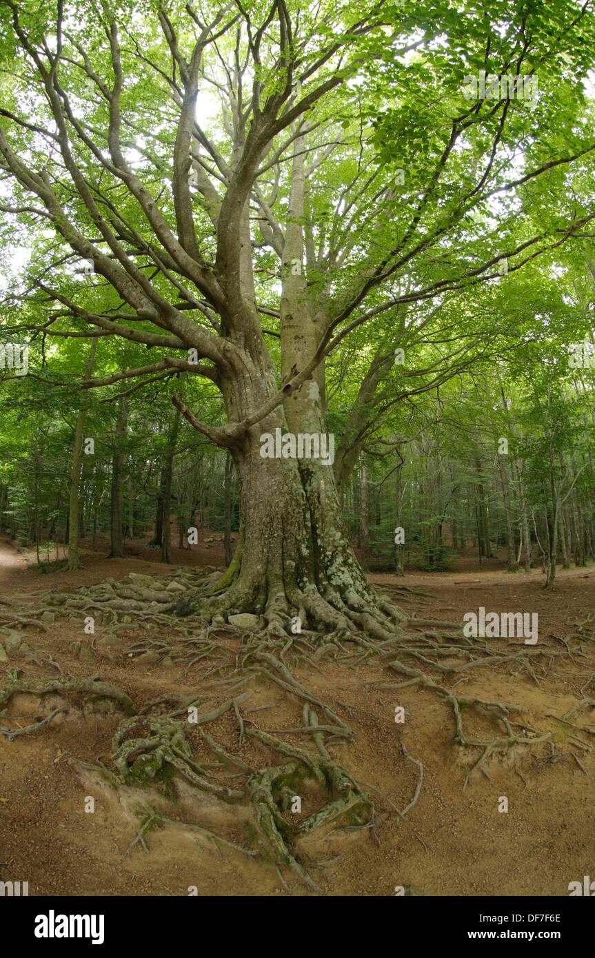Planta fagaceae hi-res stock photography and images - Alamy