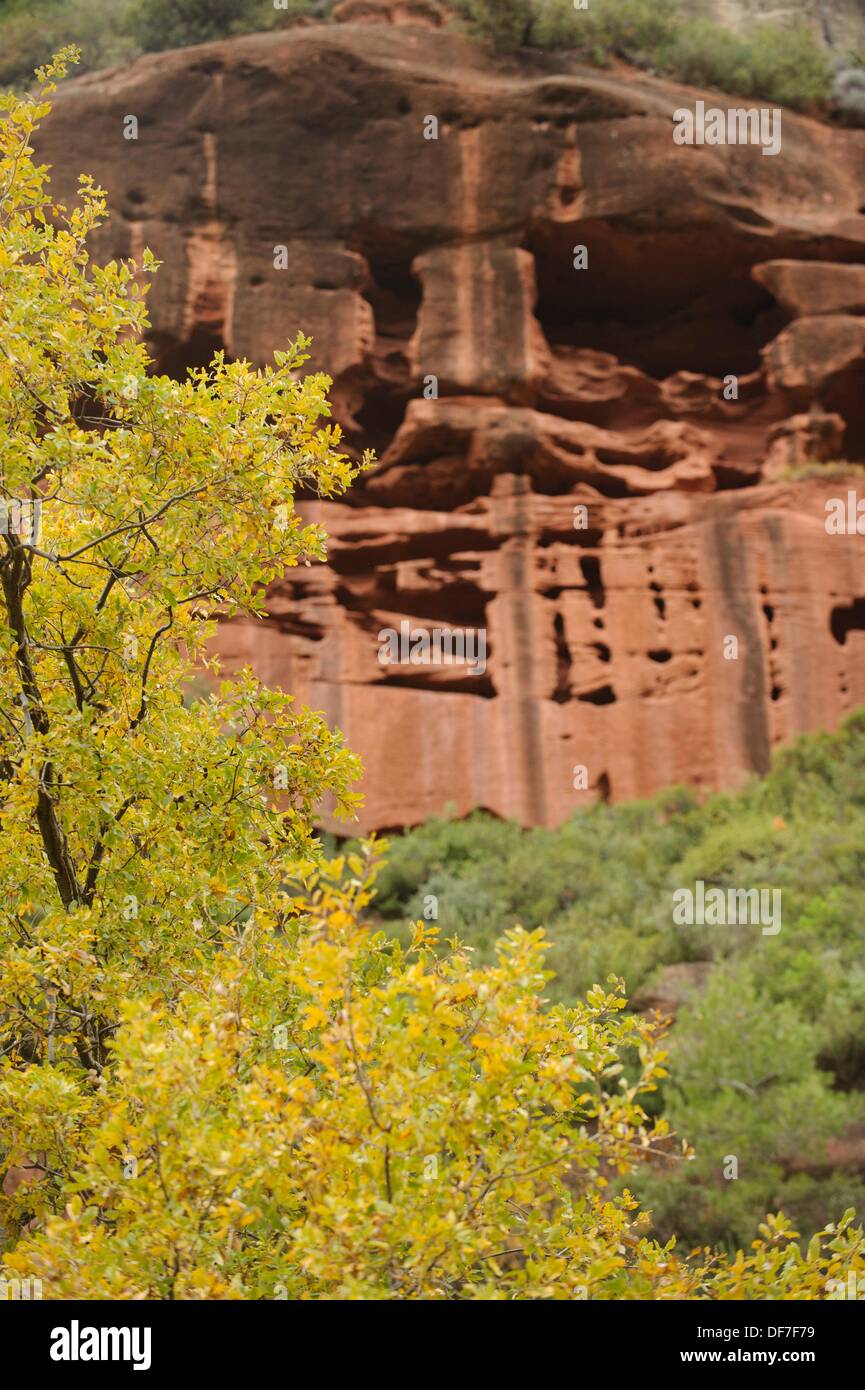 Planta fagaceae hi-res stock photography and images - Alamy