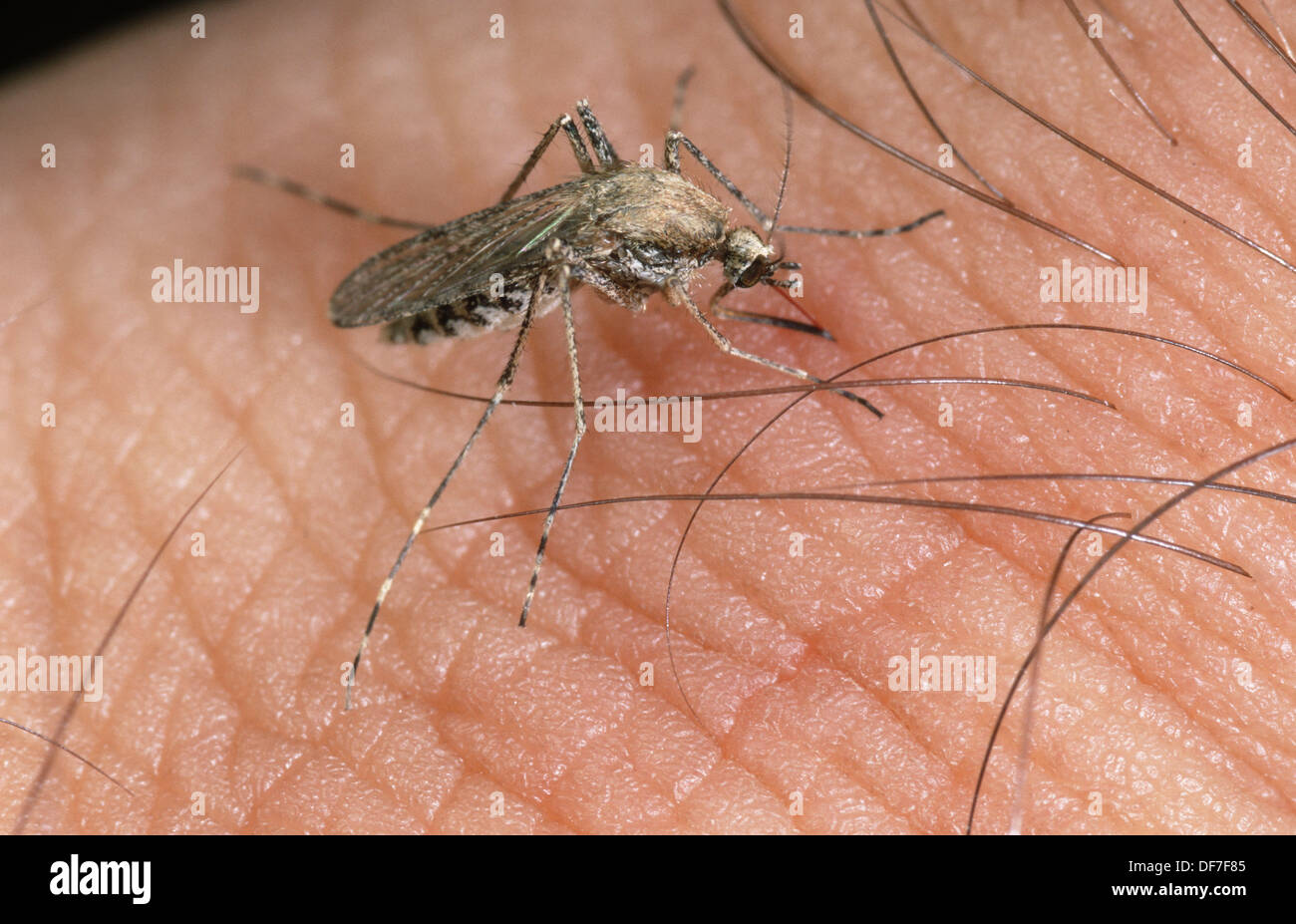 Ochlerotatus High Resolution Stock Photography and Images - Alamy
