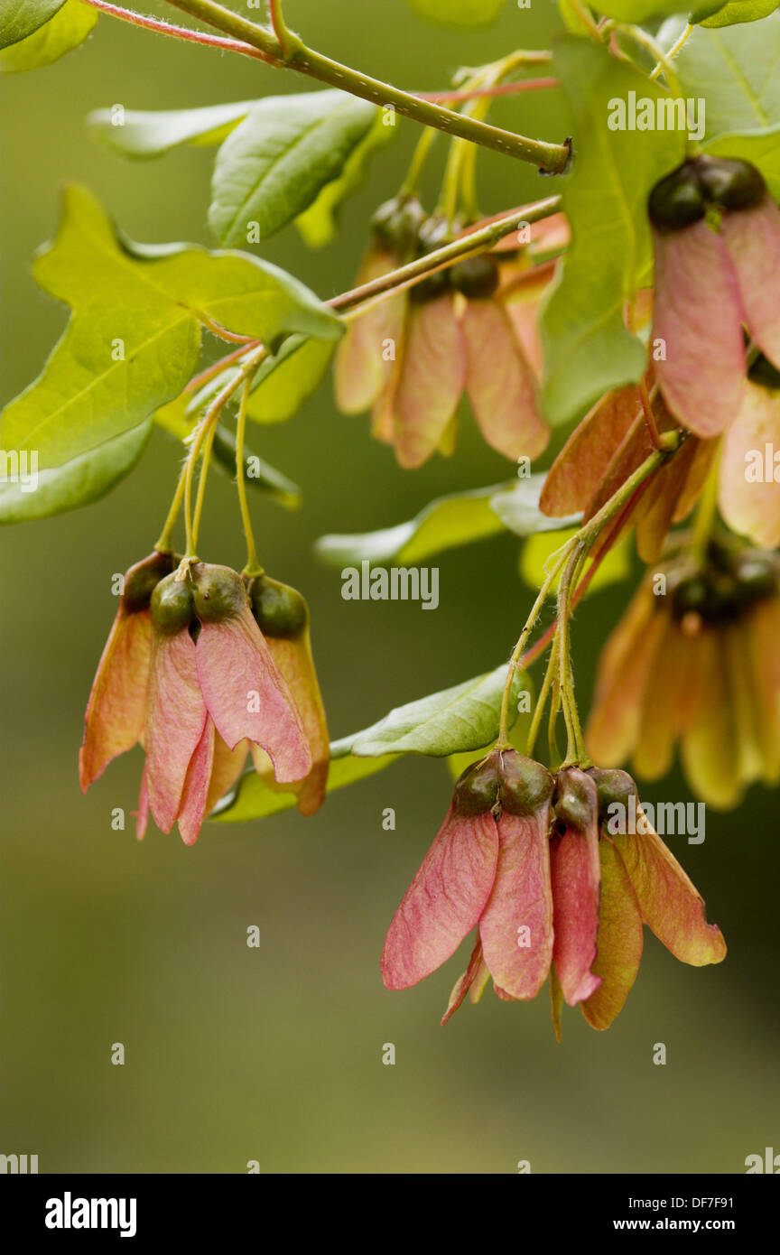 Fruits of Acer Monspessulanum (Montpellier´s Maple), Spain Stock Photo ...