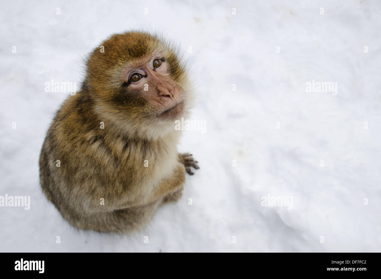 Azrou cedar forest, morocco hi-res stock photography and images - Alamy