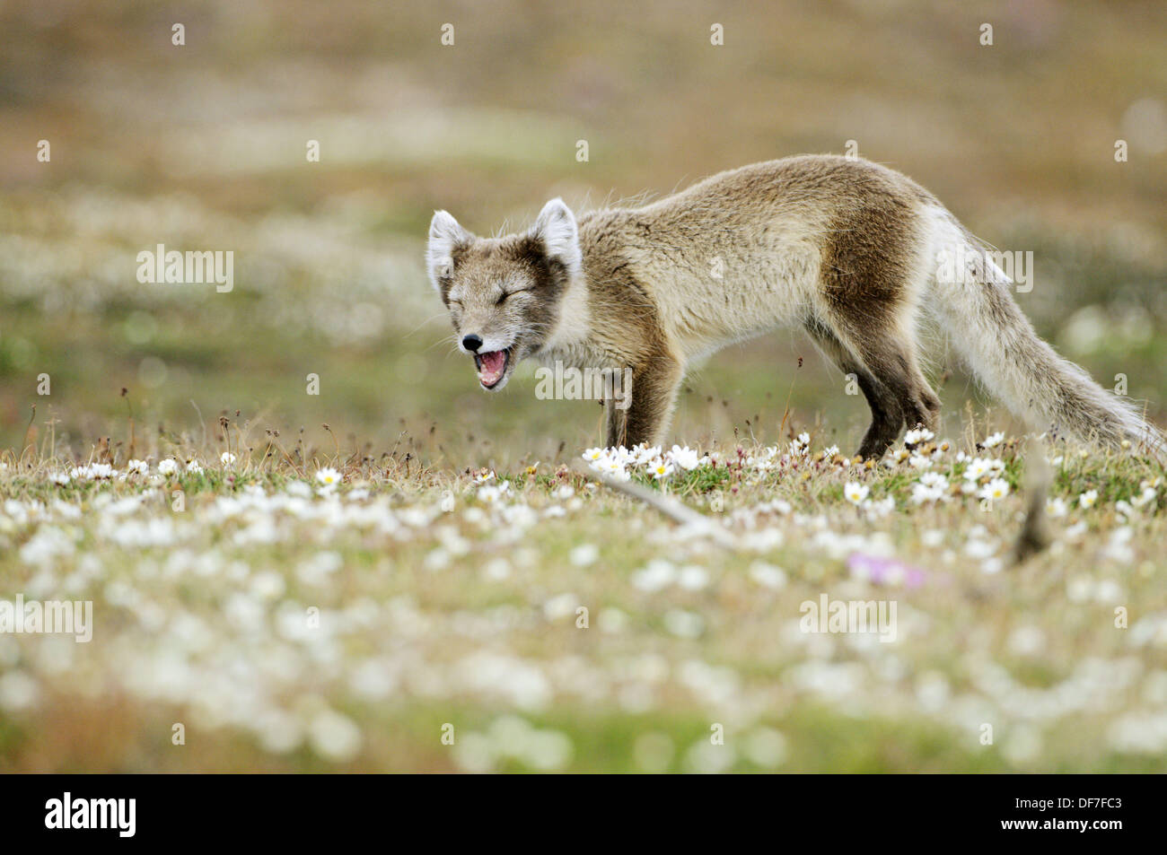 Renard Arctique Stock Photos & Renard Arctique Stock Images - Alamy