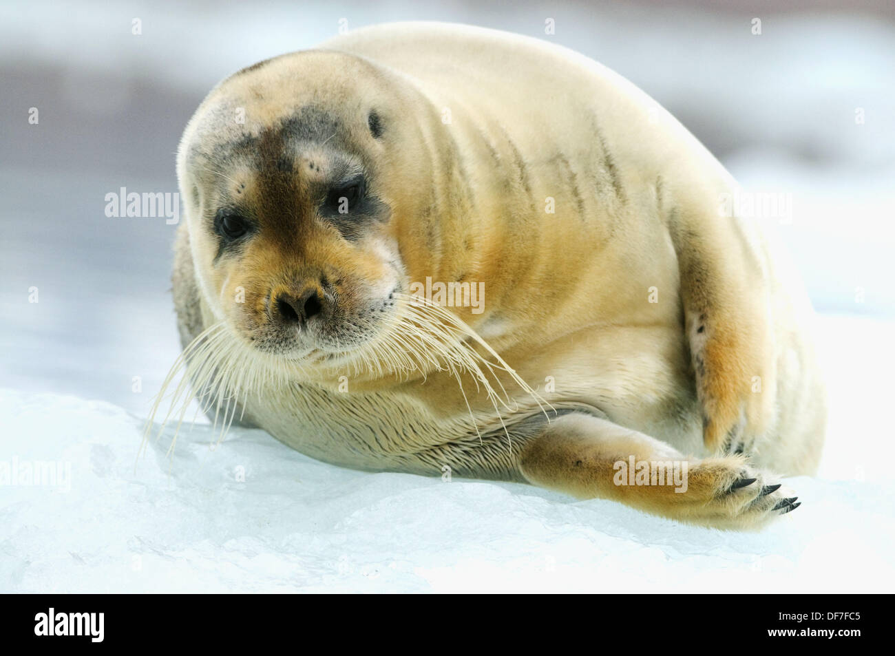 Bearded Seal Erignathus barbatus resting on a pack of ice, Spitsbergen ...
