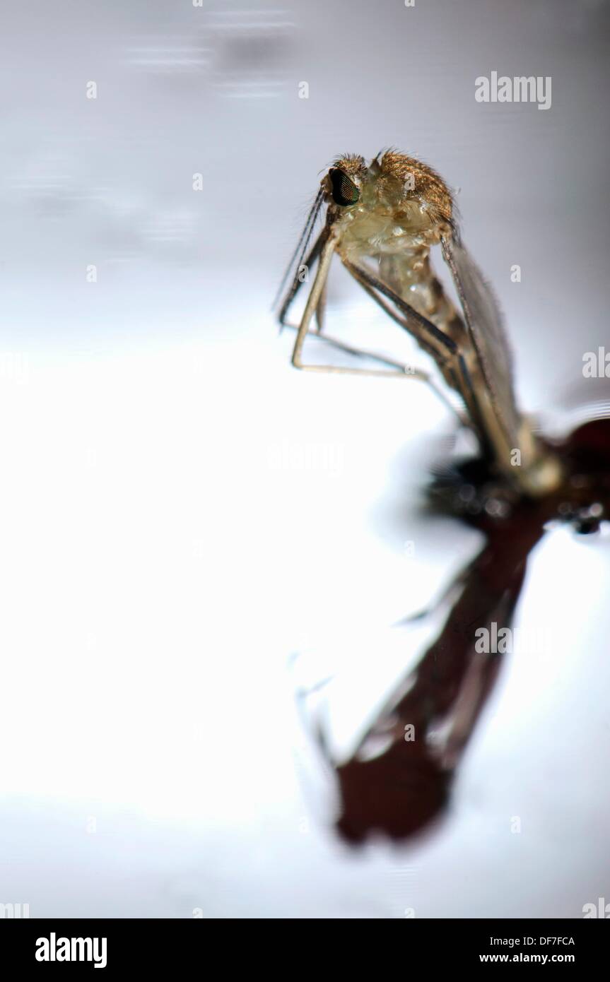 Culex Mosquito Life Cycle High Resolution Stock Photography and Images ...