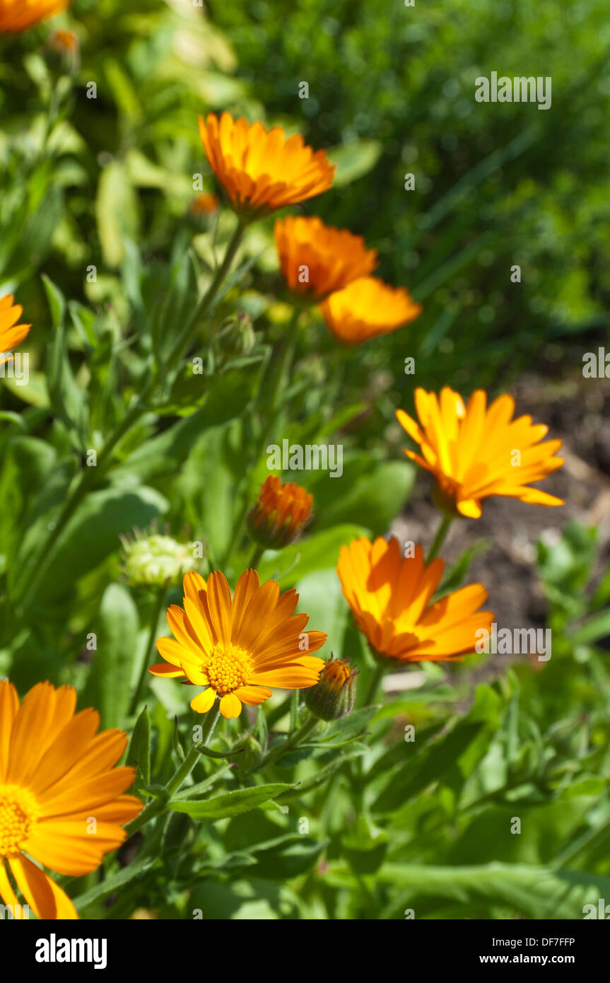 English Pot Marigolds Stock Photo - Alamy
