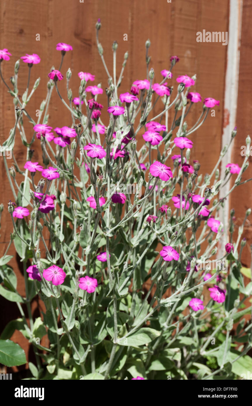 Rose campion hi-res stock photography and images - Alamy