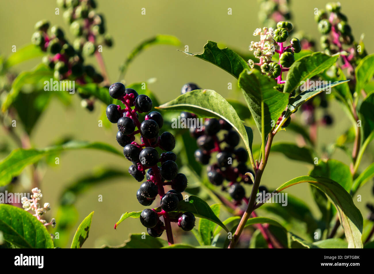American Pokeweed Phytolacca Americana High Resolution Stock Photography and Images - Alamy