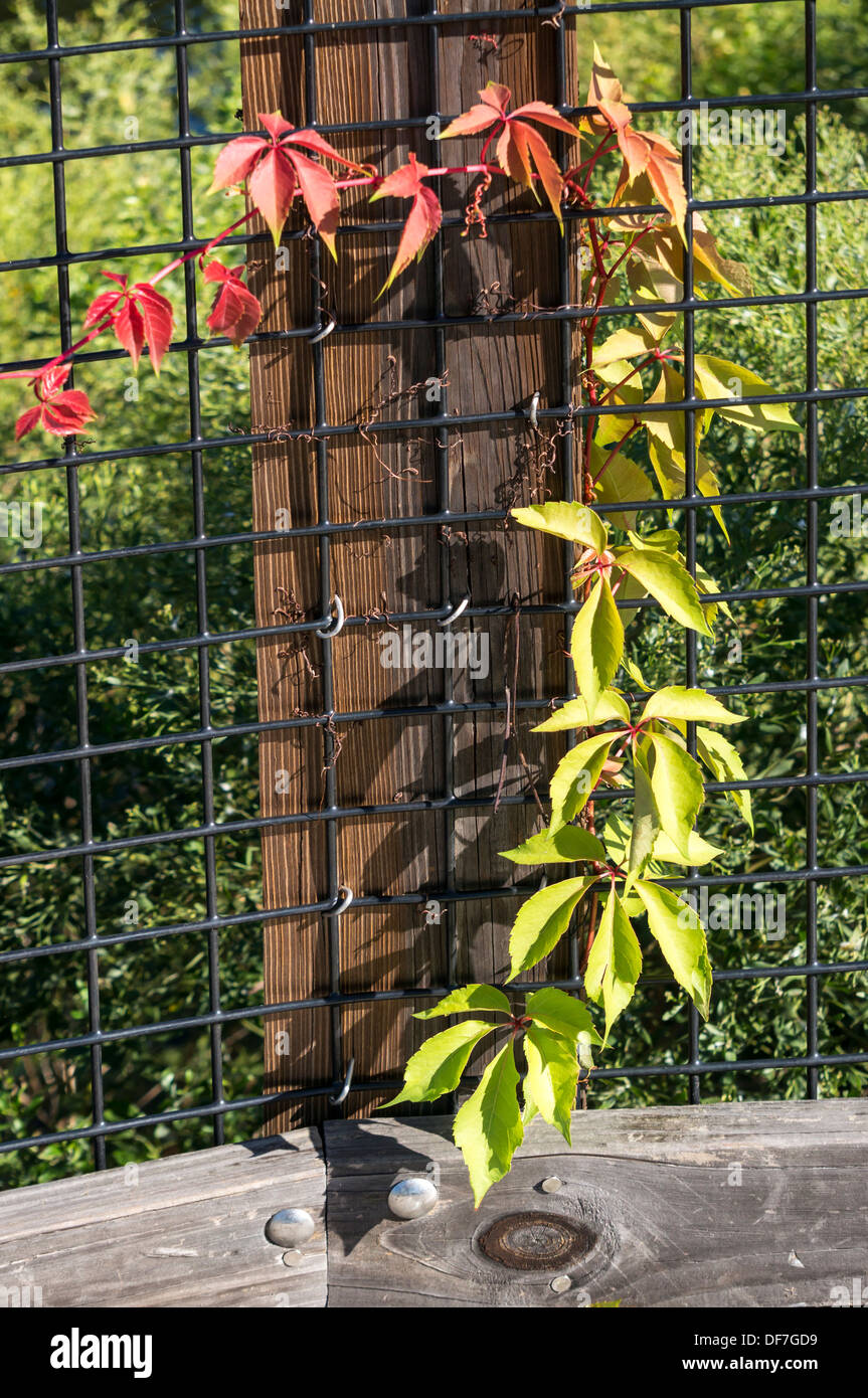 Red and green leafed vine climbing on wire mesh railing and wood post ...