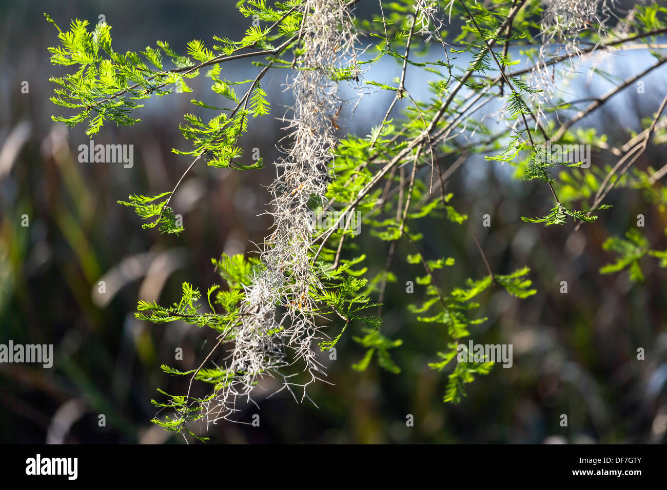 Wisp of Spanish moss (Tillandsia usneoides) hanging from tree limb ...