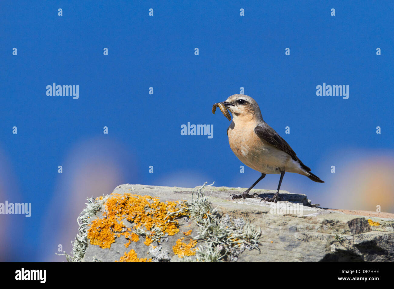 Female wheatear nest uk hi-res stock photography and images - Alamy