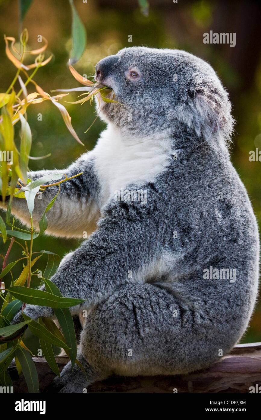 Koala eating eucalyptus in the tree Stock Photo - Alamy