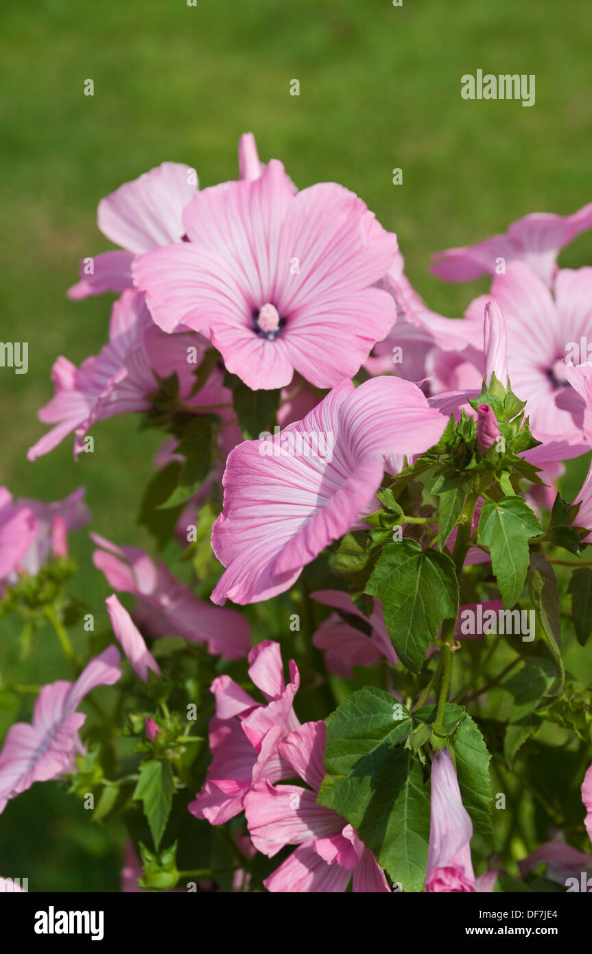 Tree Mallow silver cup Stock Photo - Alamy