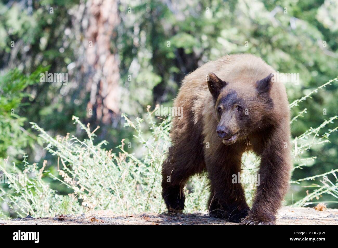 California black bear hi-res stock photography and images - Alamy