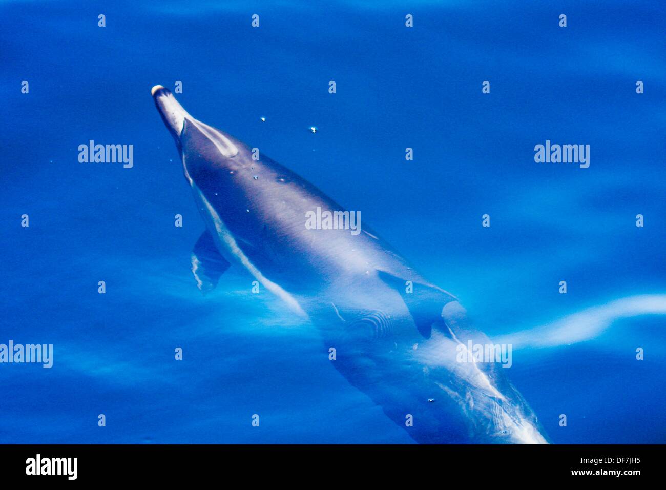 Under the surface hi-res stock photography and images - Alamy