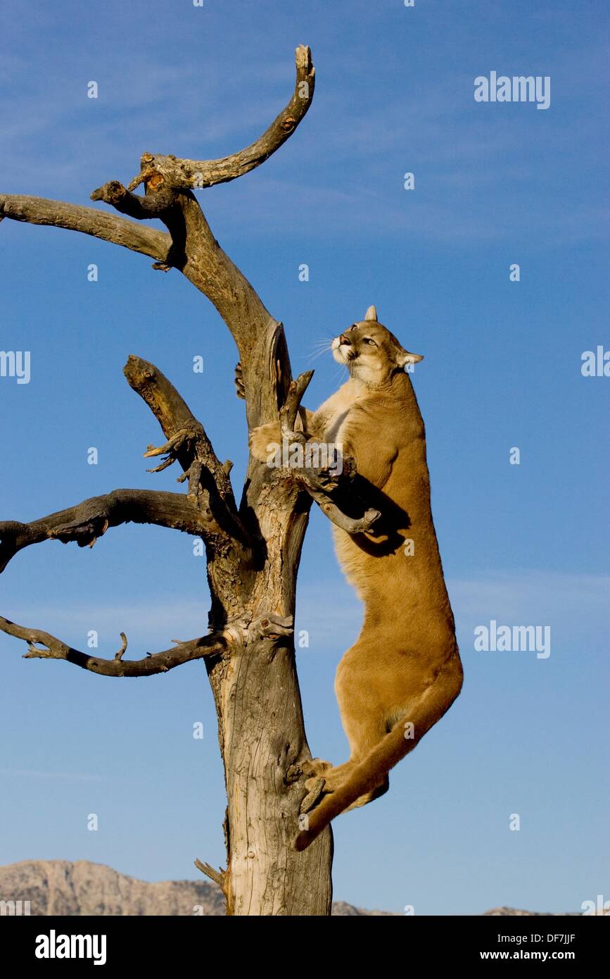 Puma climbing tree hi-res stock photography and images - Alamy