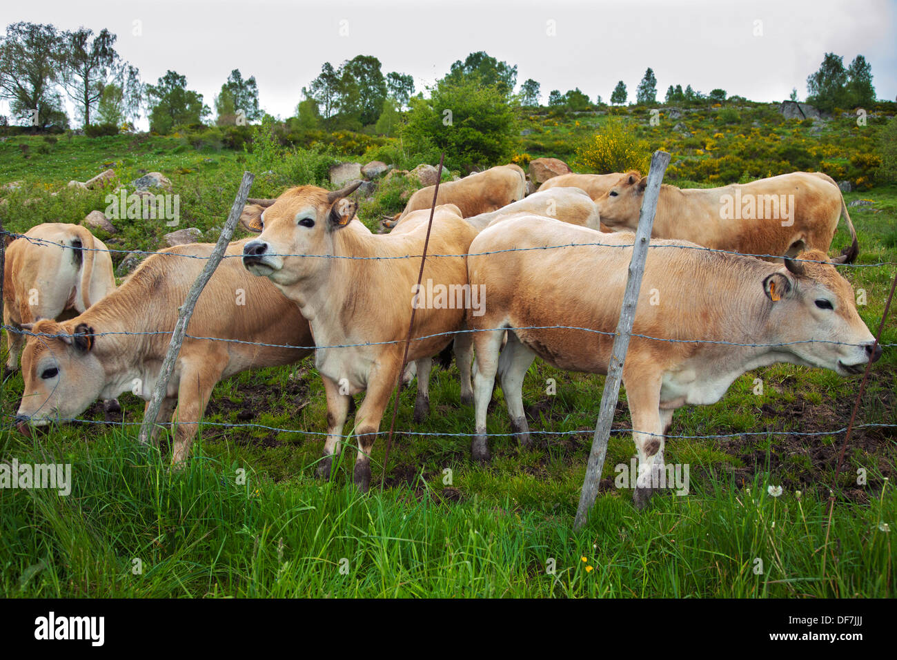 Cattle wires hi-res stock photography and images - Alamy