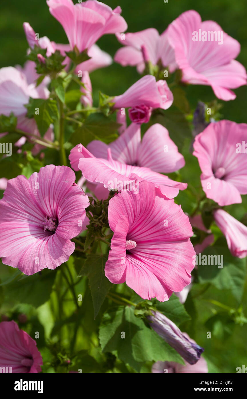Tree Mallow silver cup Stock Photo - Alamy
