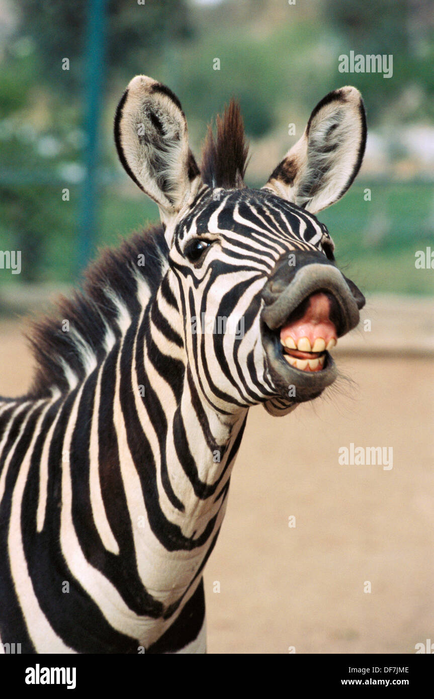 Zebra wild tooth hi-res stock photography and images - Alamy