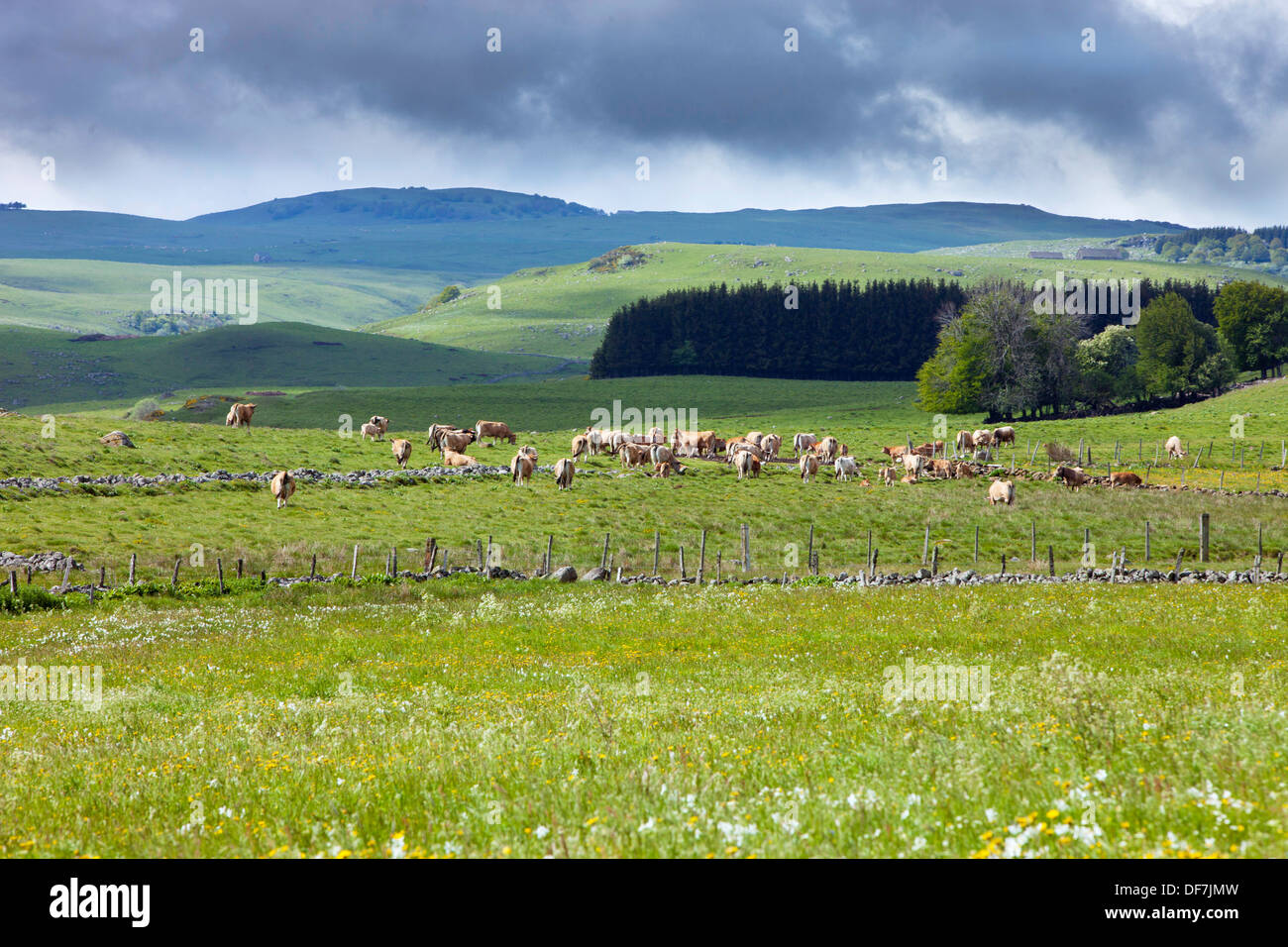 Animal husbandry agricultural breeding raising livestock grassland ...