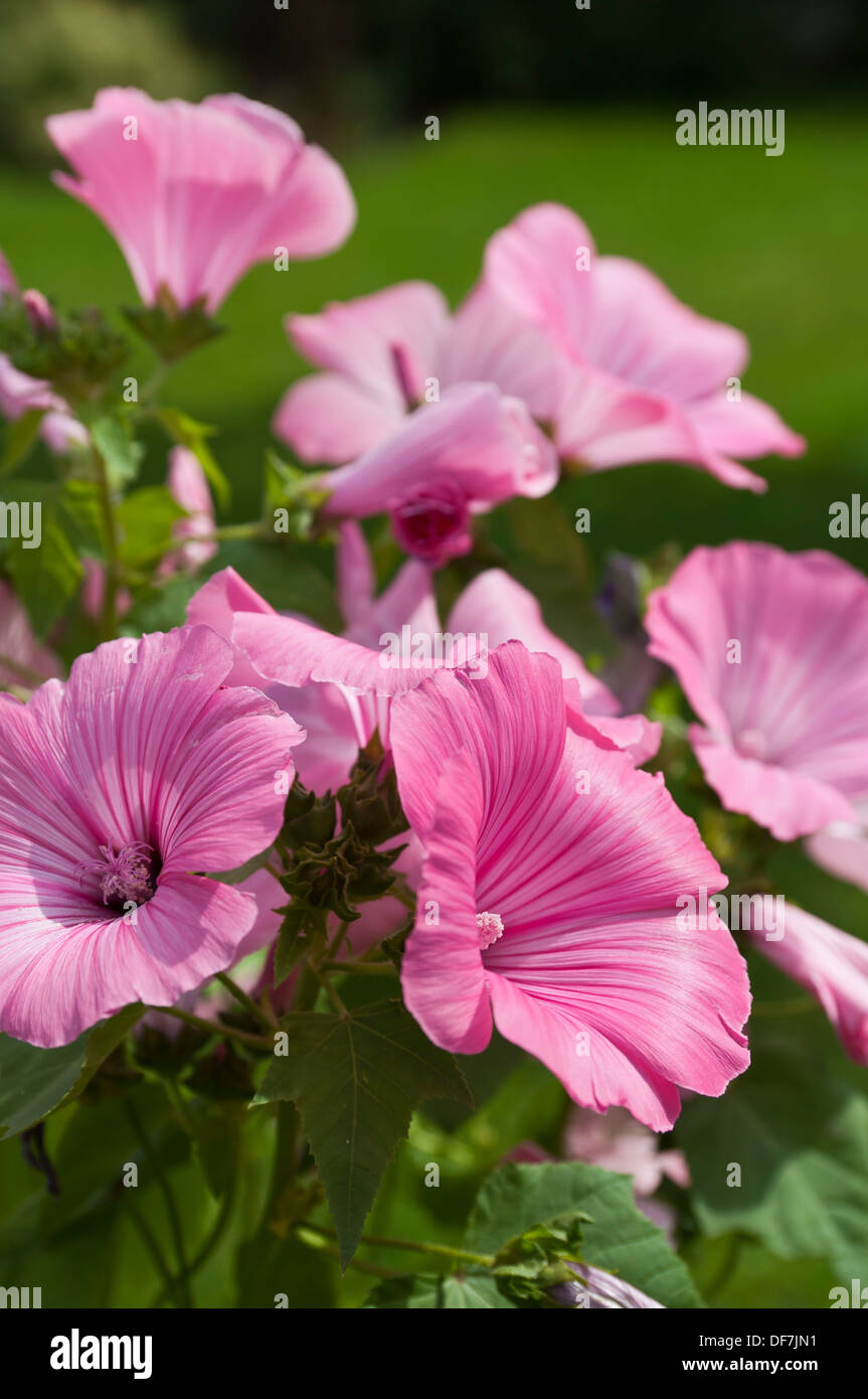 Tree Mallow silver cup Stock Photo - Alamy