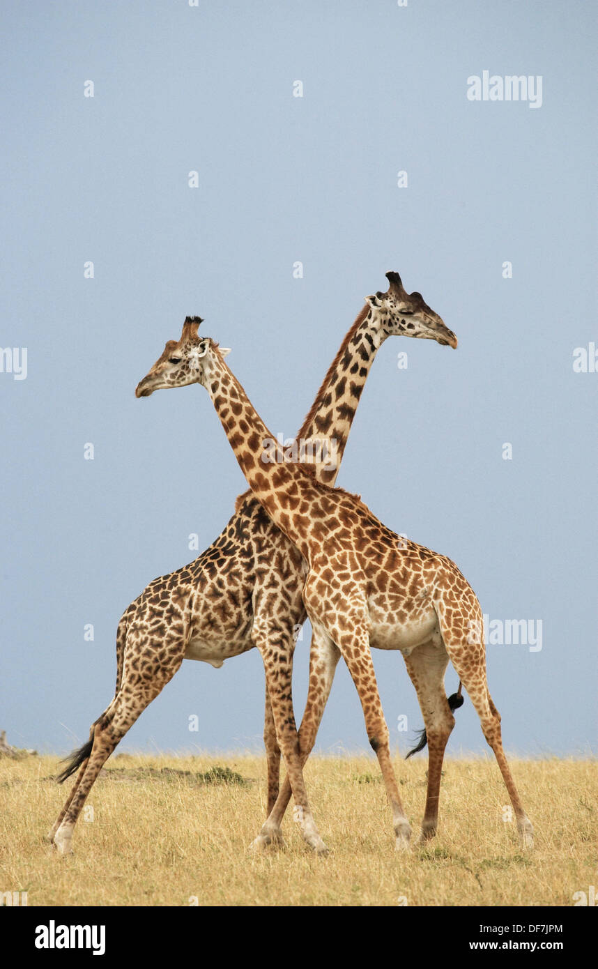 2 Male Giraffes fighting Stock Photo - Alamy