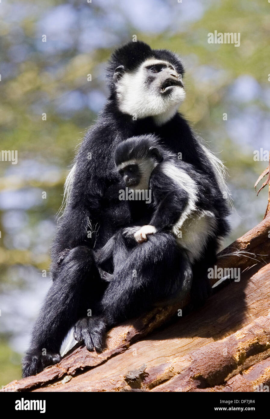 Colobus Monkeys Group High Resolution Stock Photography and Images - Alamy