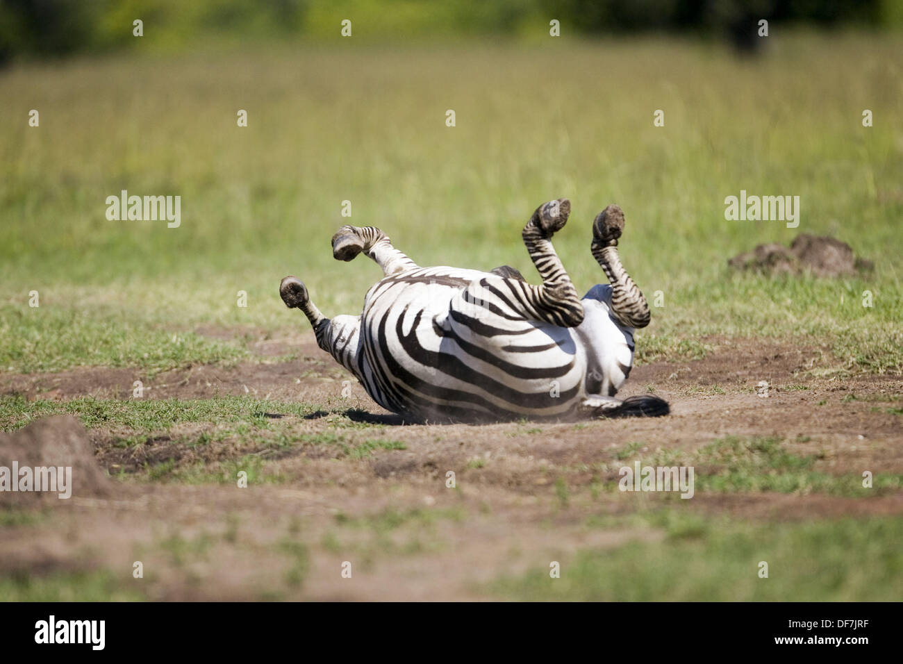 Zebra Dust Bathing High Resolution Stock Photography and Images - Alamy