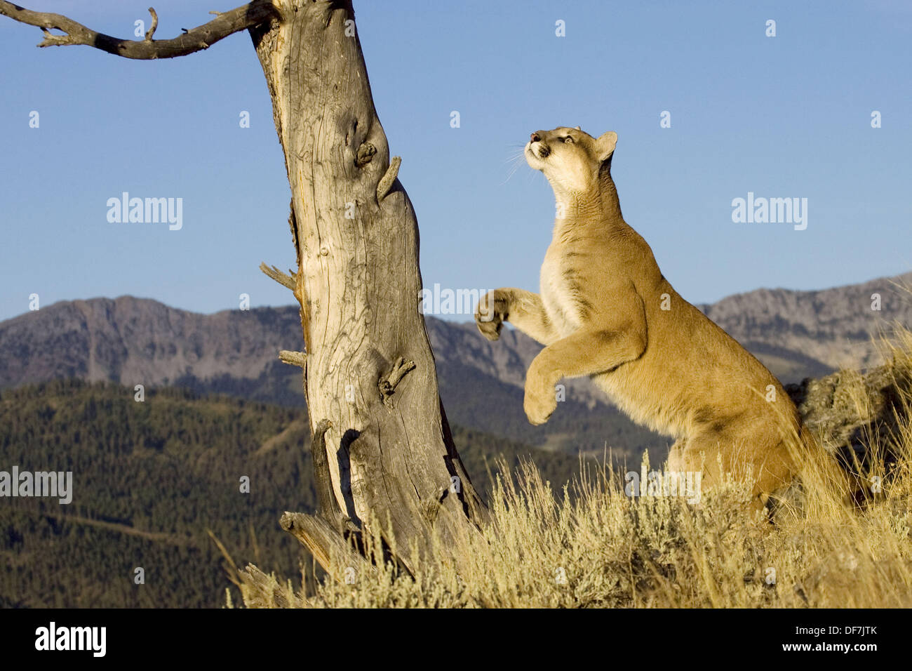 Cougar family hi-res stock photography and images - Alamy