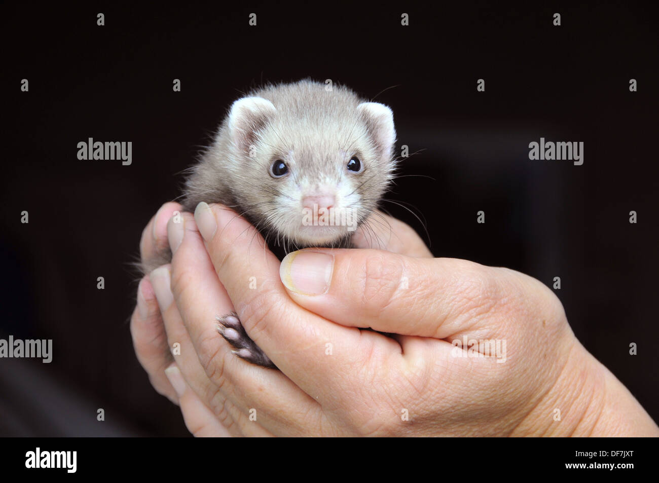 Ferret hi-res stock photography and images - Alamy