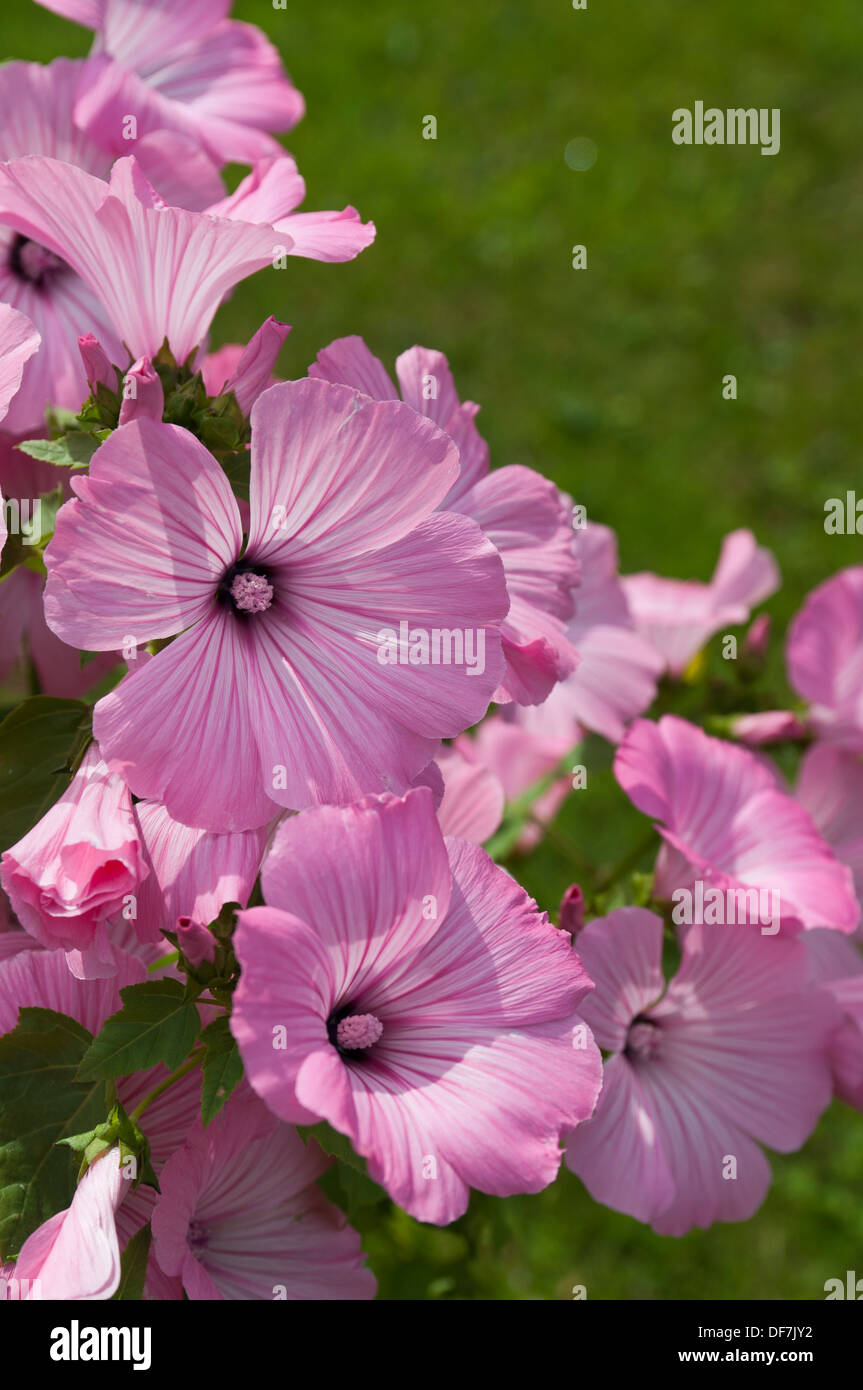 Tree Mallow silver cup Stock Photo - Alamy