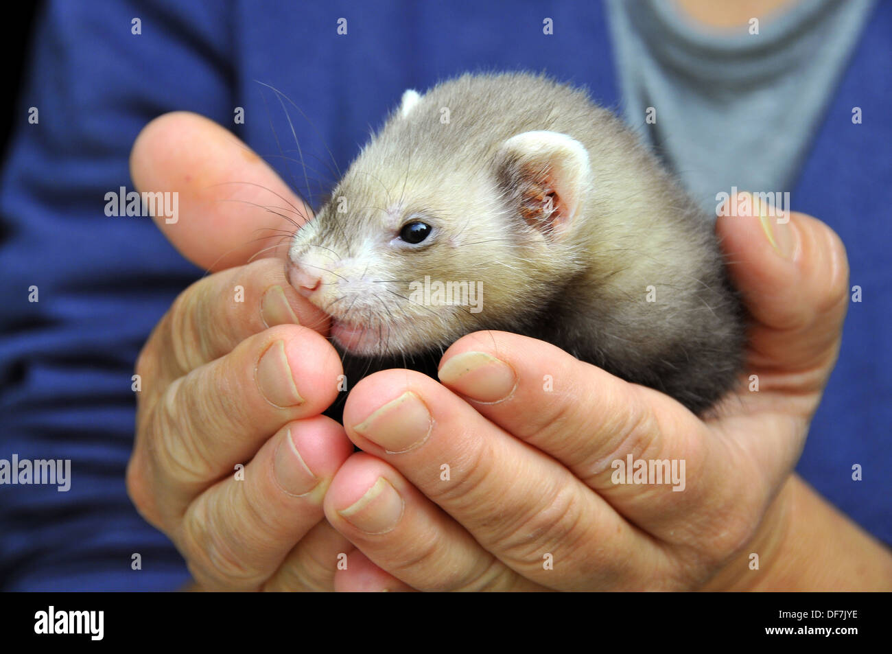 Ferret hi-res stock photography and images - Alamy